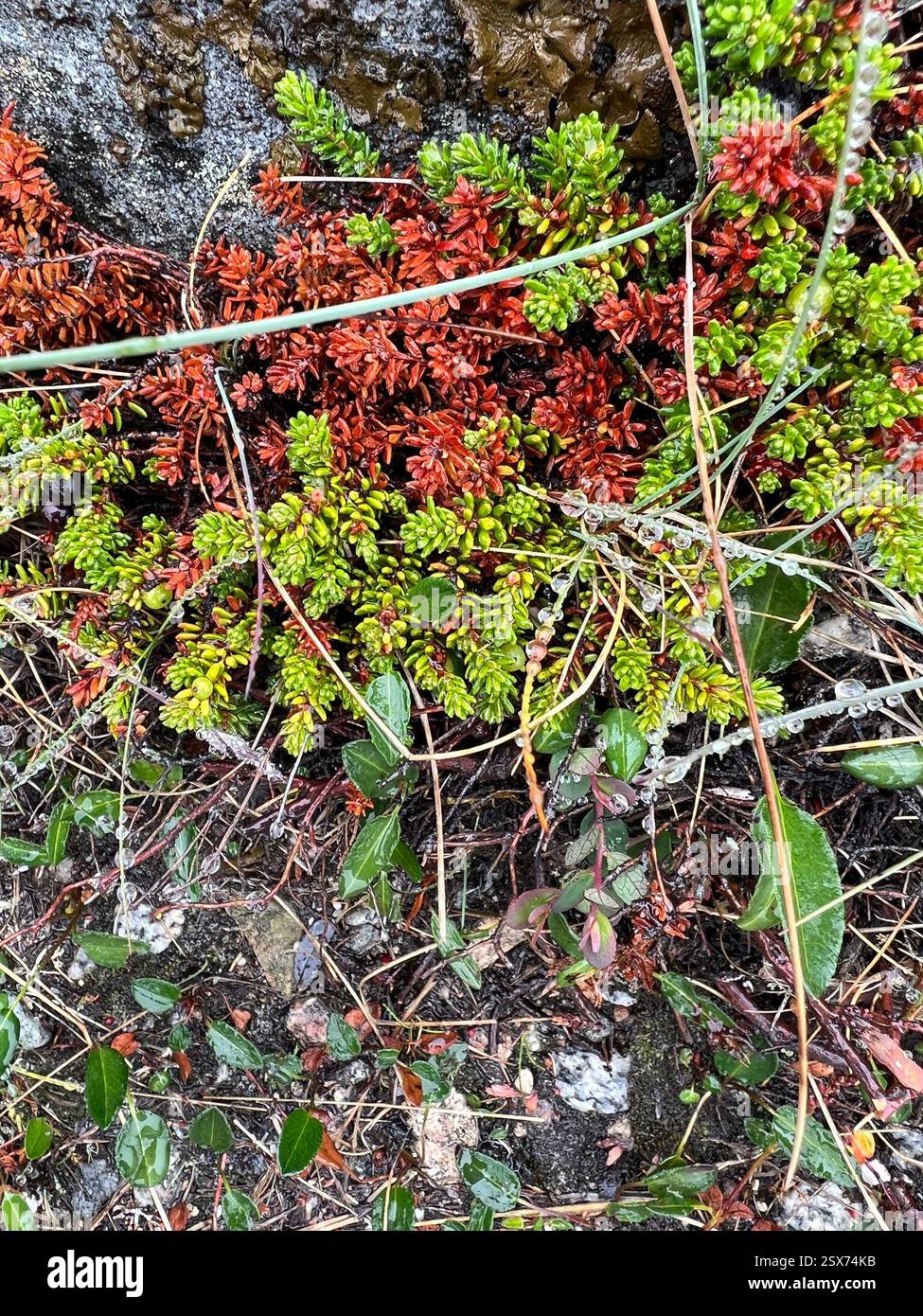 Alpine Crowberry (Empetrum nigrum hermaphroditum), Plantae, Greenland ...