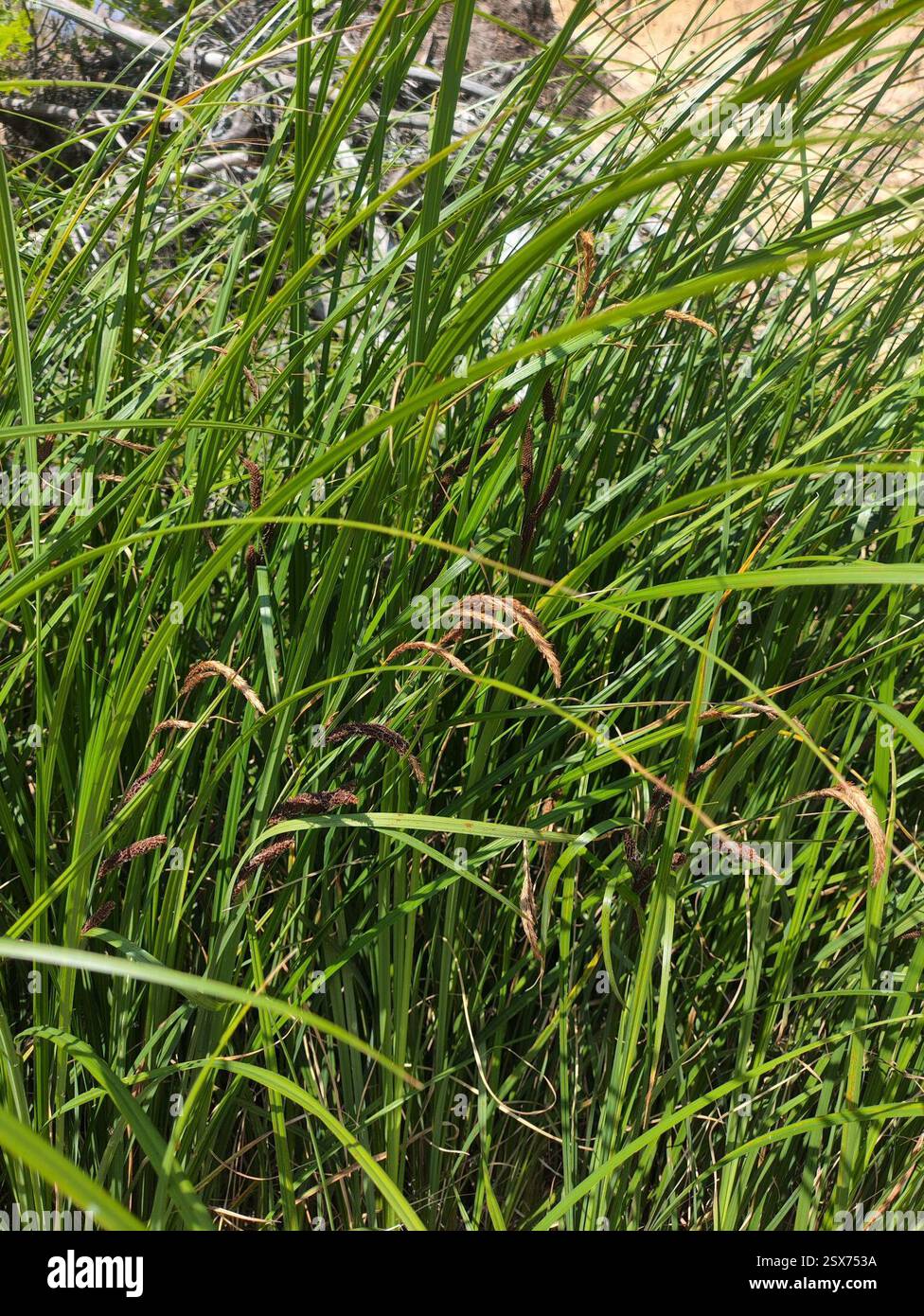 slender tufted-sedge (Carex acuta), Plantae, Заволжский р-н, Чебоксары ...