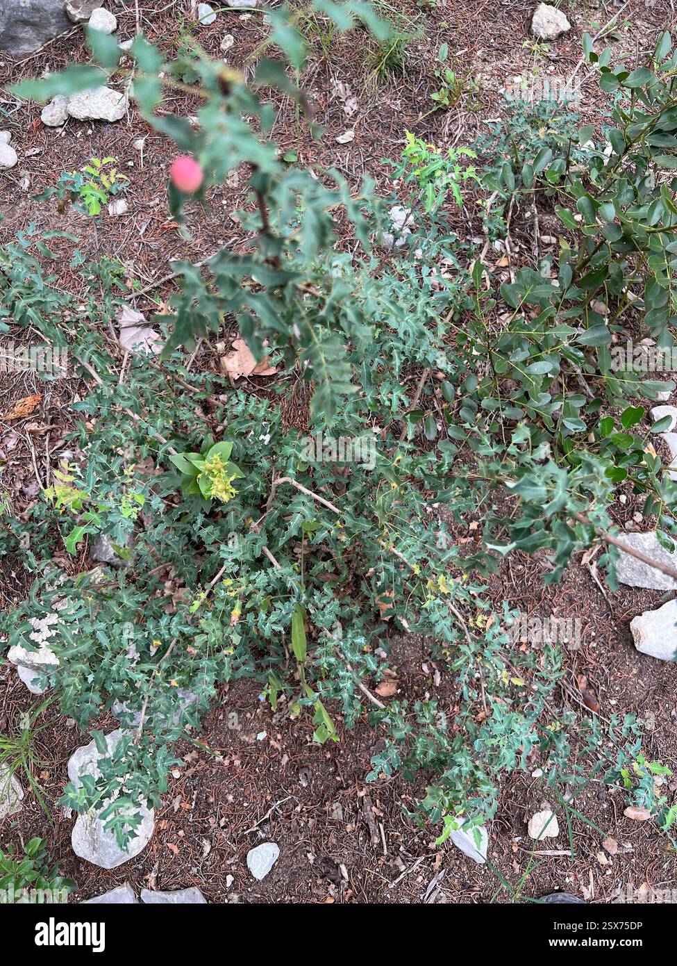 Texas Barberry (Berberis swaseyi), Plantae, Bandera County, TX, USA ...