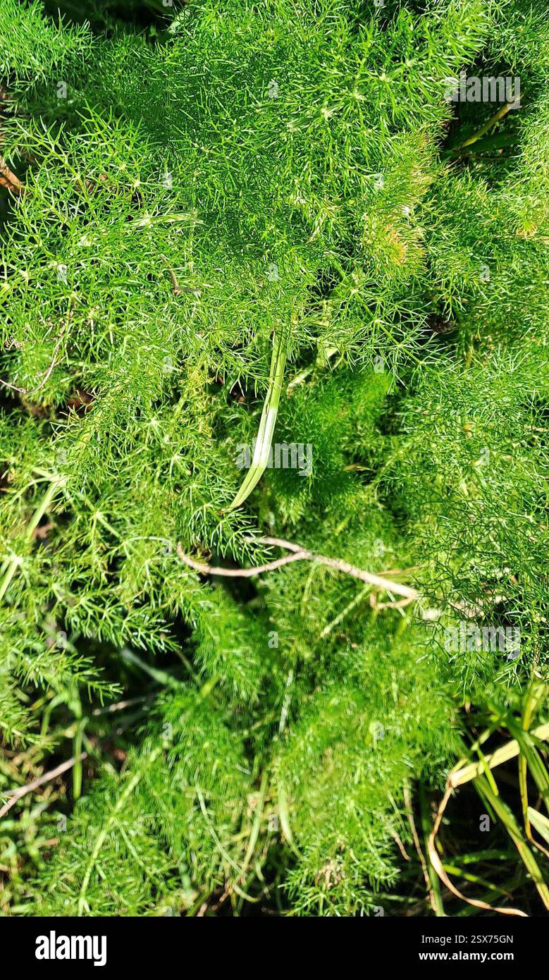 fennel (Foeniculum vulgare), Plantae, Overstrand Local Municipality ...