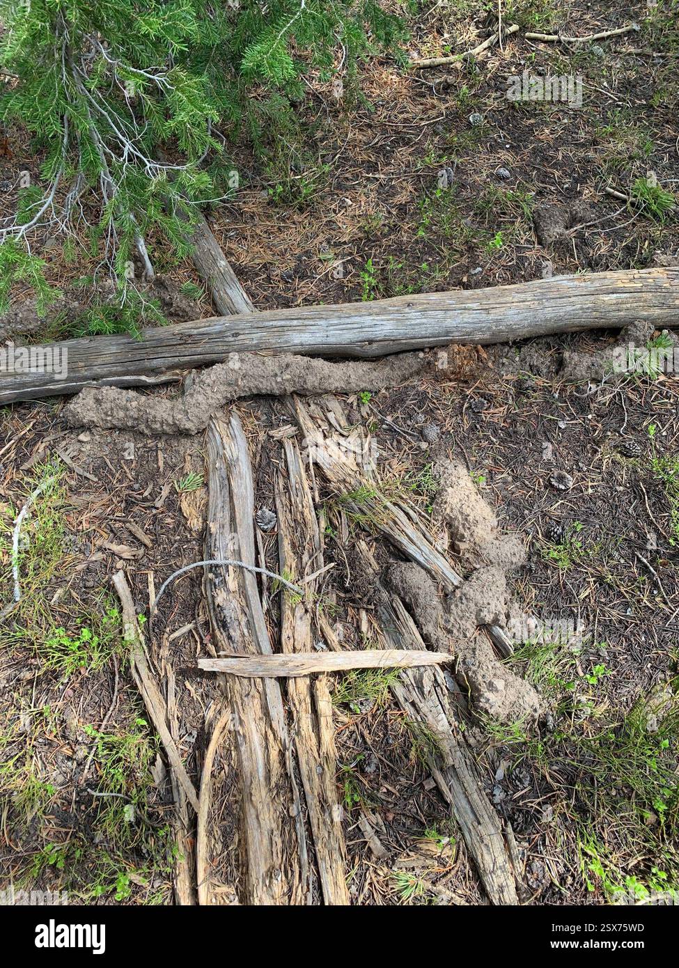 Northern Pocket Gopher (Thomomys talpoides), Mammalia, Custer Gallatin ...