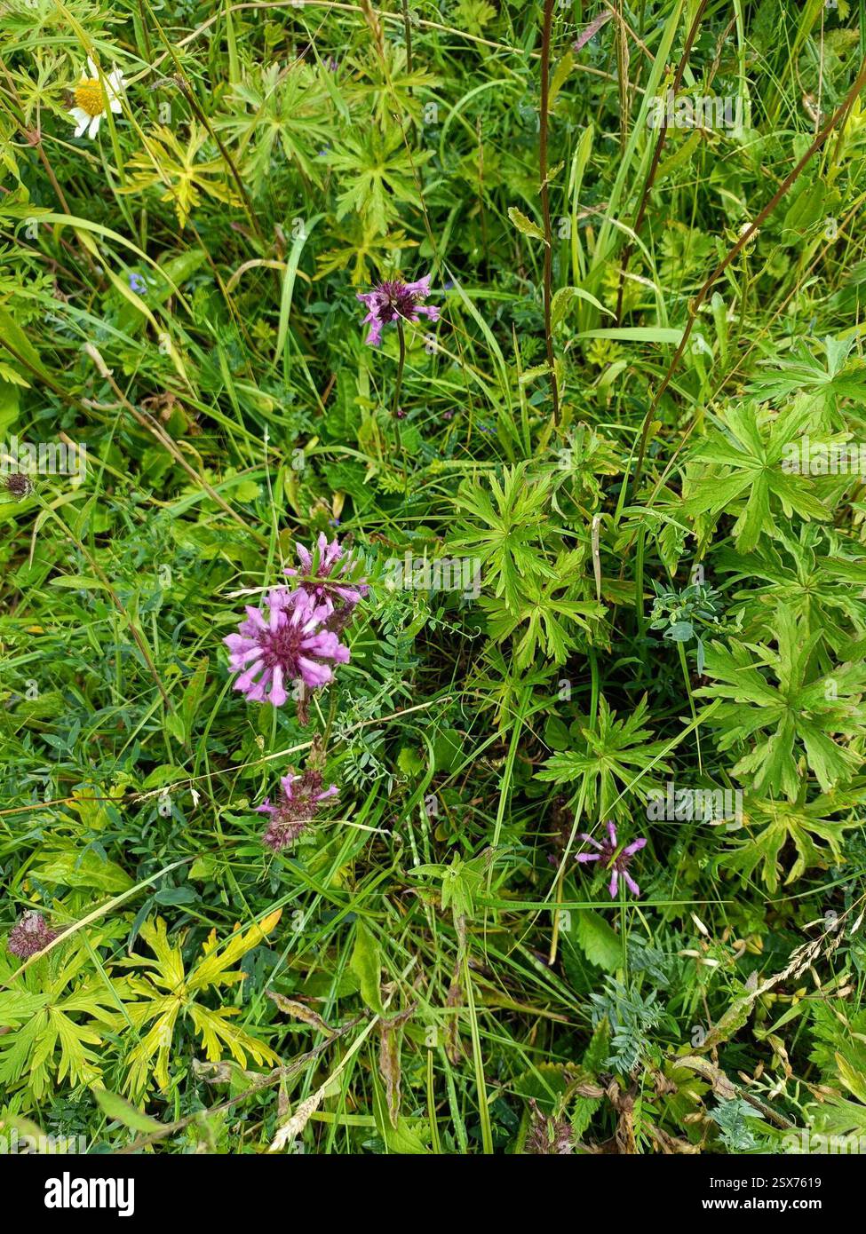common hedge-nettle (Betonica officinalis), Plantae, Stadt Moers Park ...