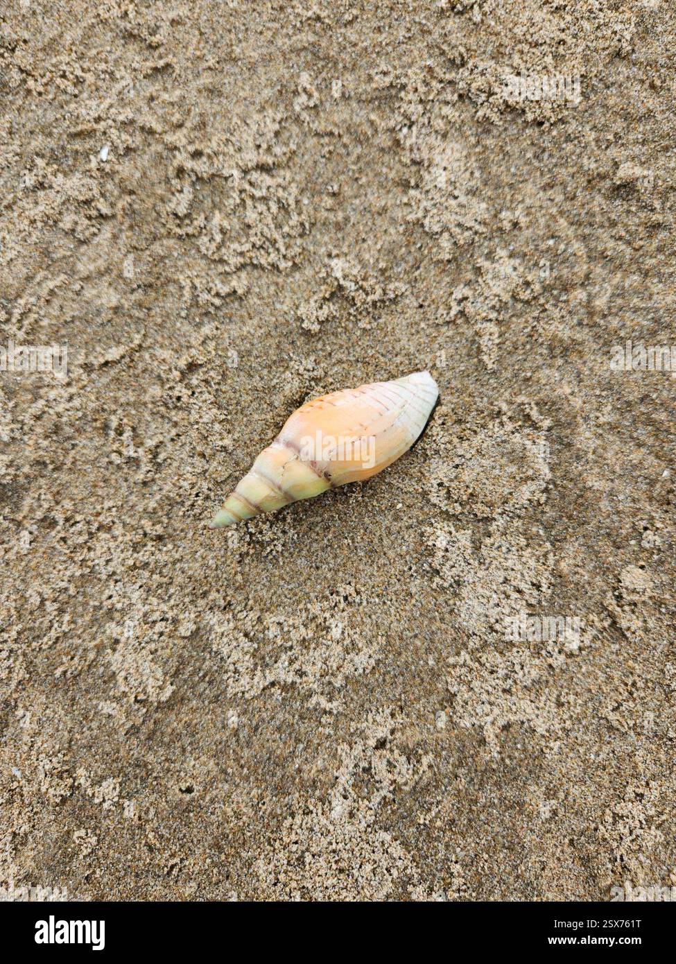 Carpenter's Turrid (Megasurcula carpenteriana), Mollusca, Morro Bay, CA ...