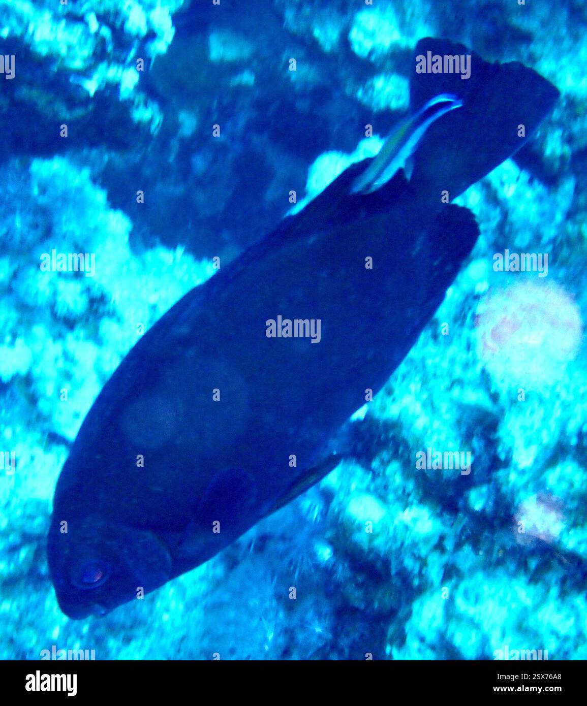 Dusky Spinefoot (Siganus luridus), Actinopterygii, Dibab, Red Sea, EG ...