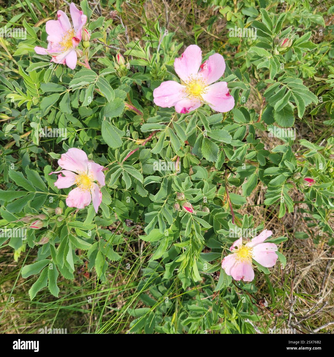 smooth rose (Rosa blanda), Plantae, Minnesota, US Stock Photo - Alamy