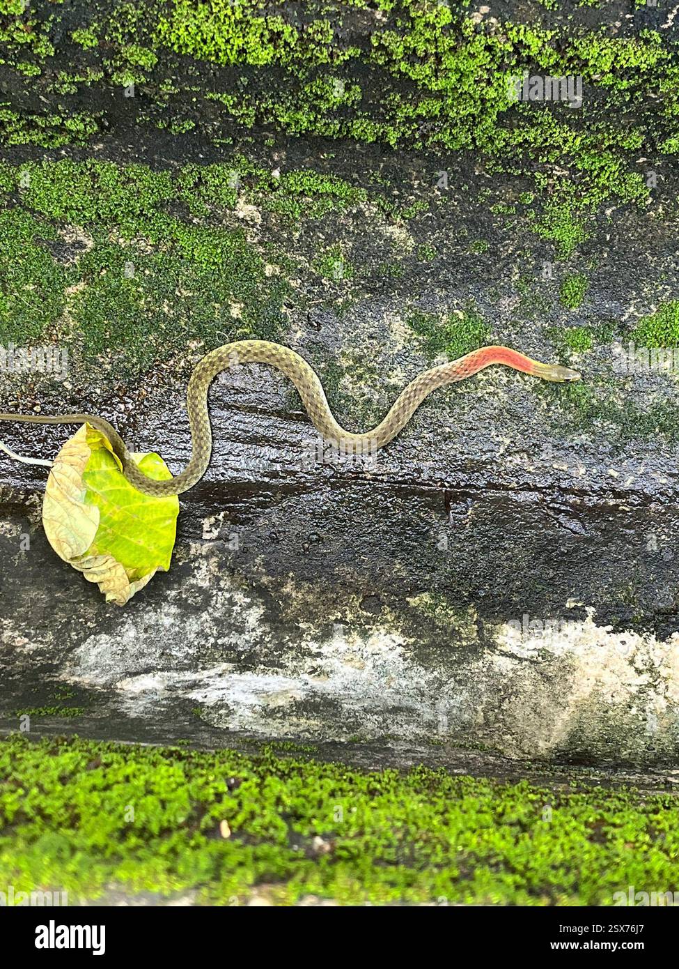 Heller's Red-necked Keelback (Rhabdophis helleri), Reptilia, Ma Liu ...