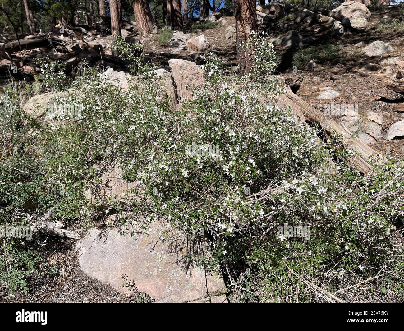 littleleaf mock orange (Philadelphus microphyllus), Plantae, Navajo ...