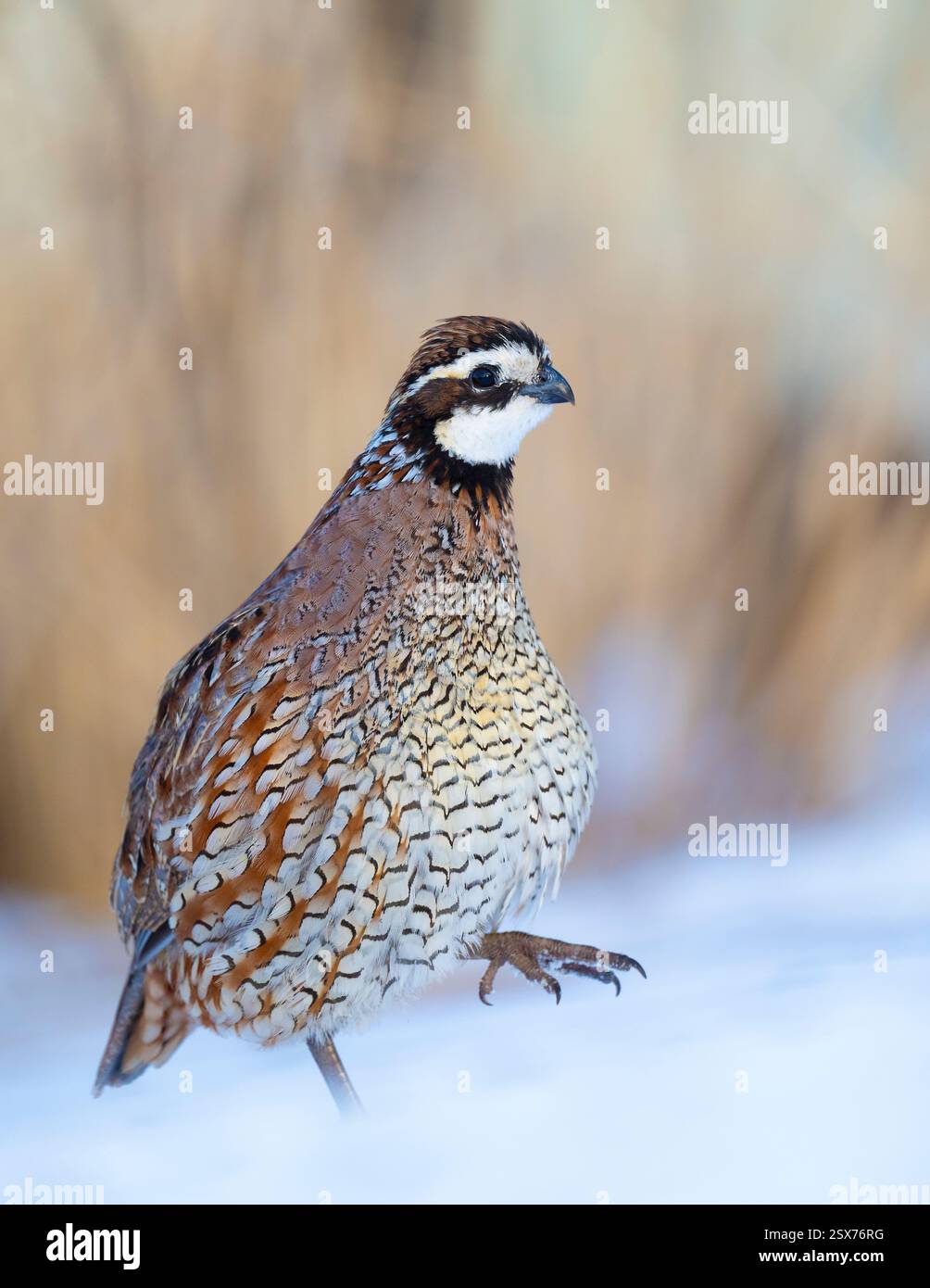 Snow quail hi-res stock photography and images - Alamy