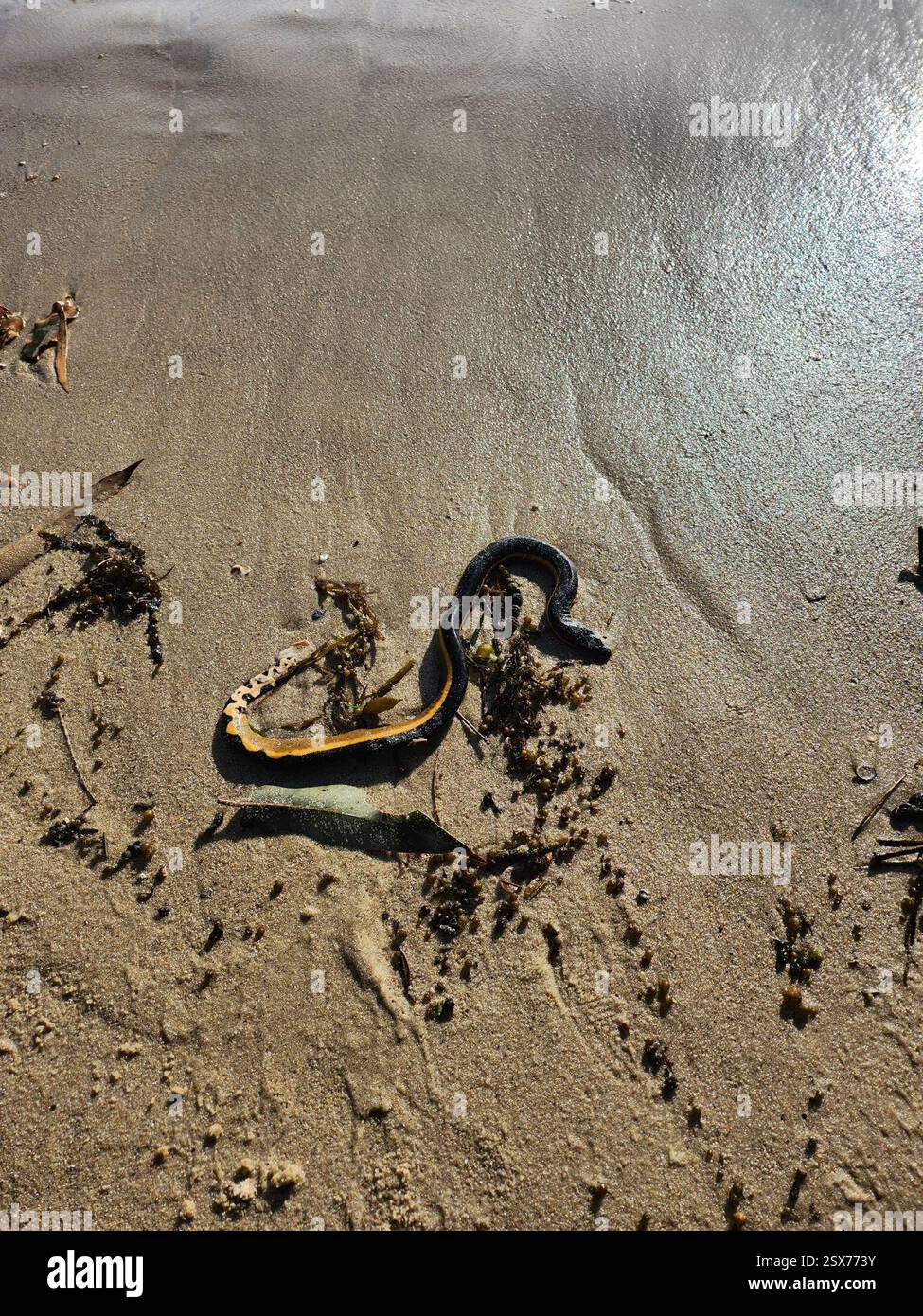 Yellow-bellied Sea Snake (Hydrophis platurus), Reptilia, Honeymoon Bay ...