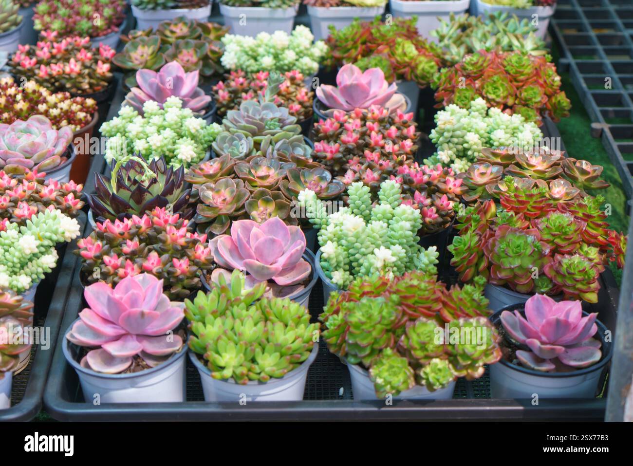 Rosetteform hi-res stock photography and images - Alamy