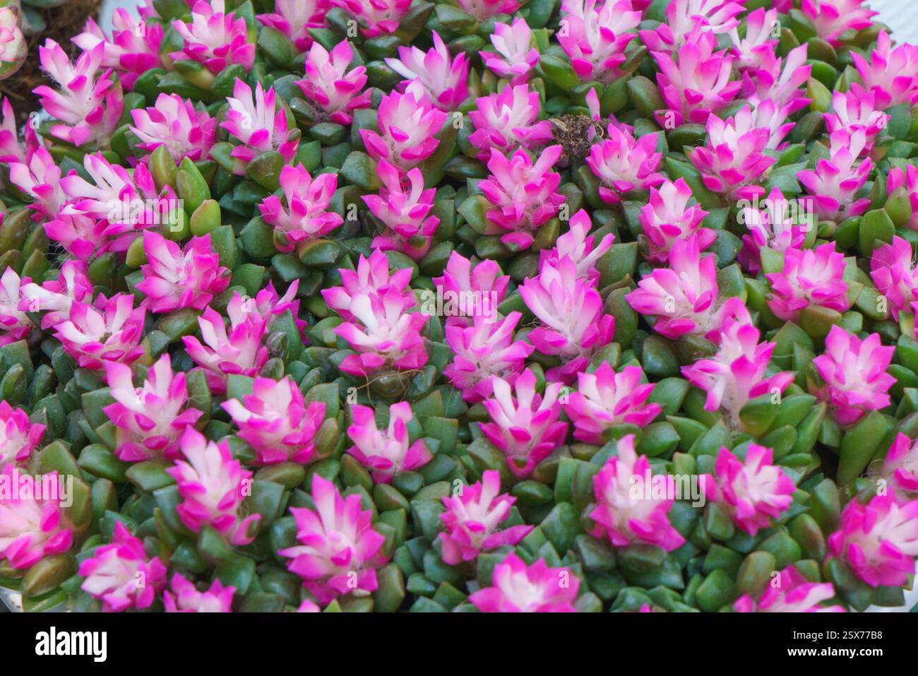 Pinktips hi-res stock photography and images - Alamy