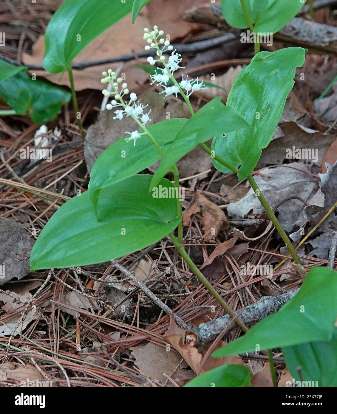 Canada mayflower (Maianthemum canadense), Plantae, Bells Corners ...
