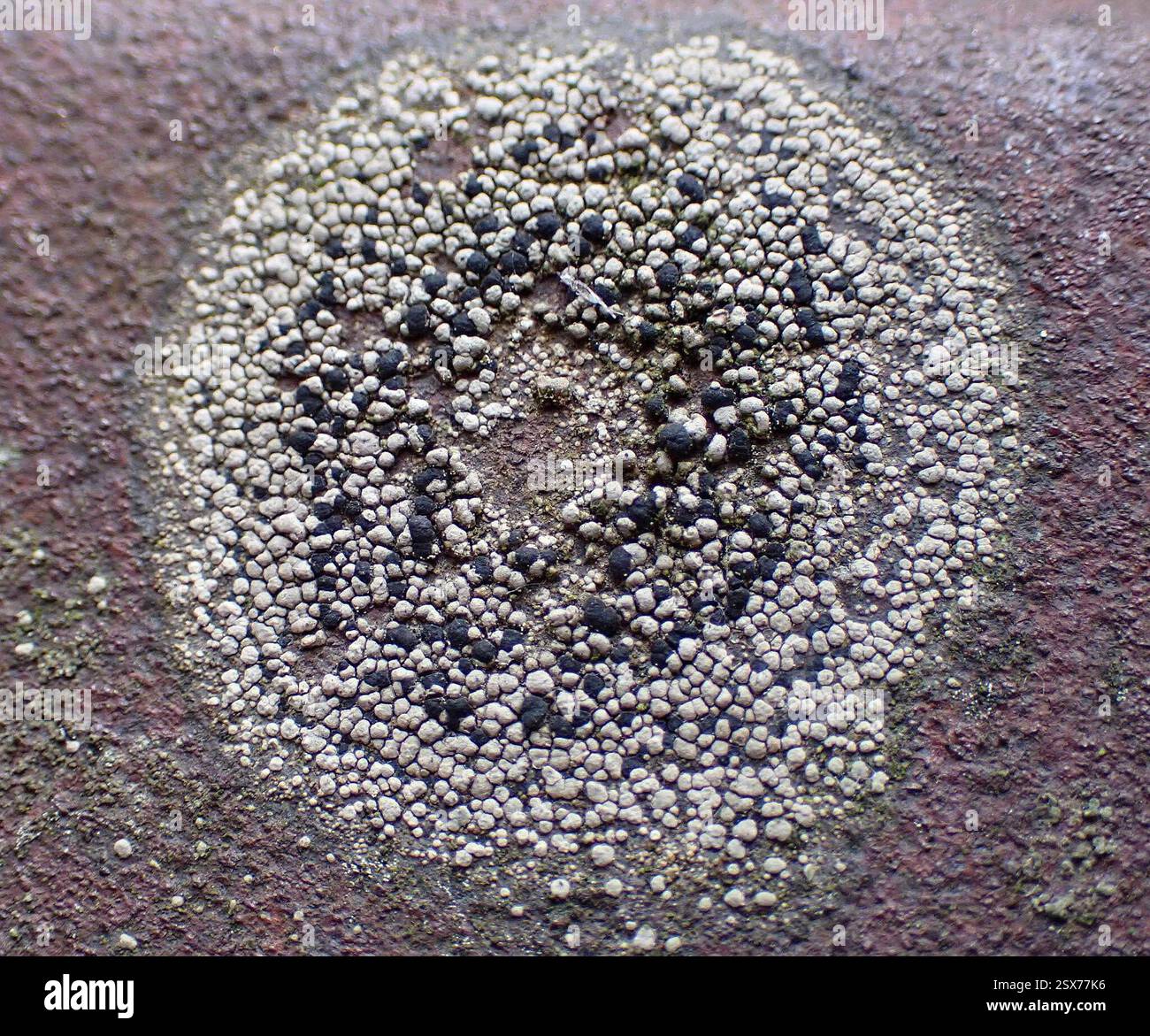 Boreal Single-spored Map Lichen (Rhizocarpon grande), Fungi, Parkland ...