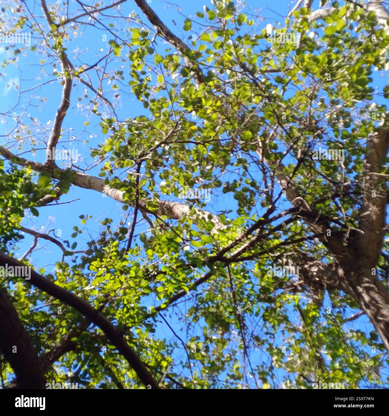 South African Wild Pear (Dombeya rotundifolia), Plantae, Ehlanzeni, ZA ...