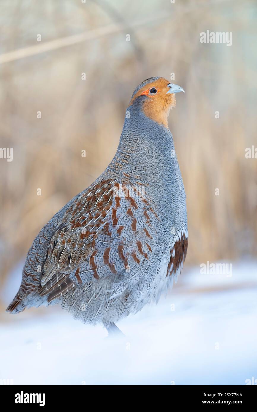 Hungarian Partridge in the snow in late winter Stock Photo - Alamy