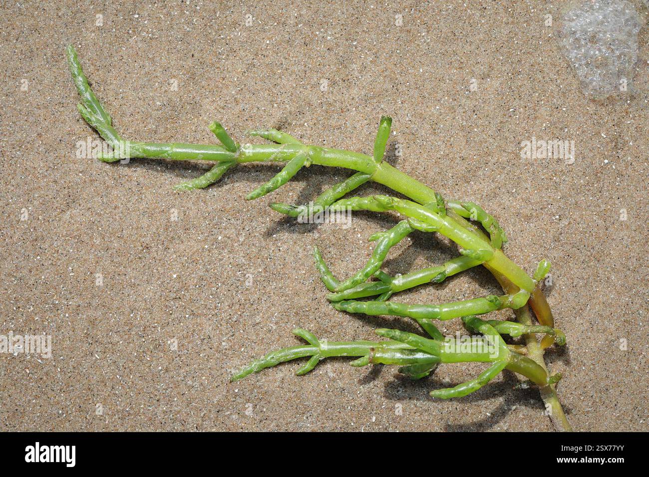 Common Glasswort (Salicornia europaea), Plantae, Crosby Beach, Burbo ...