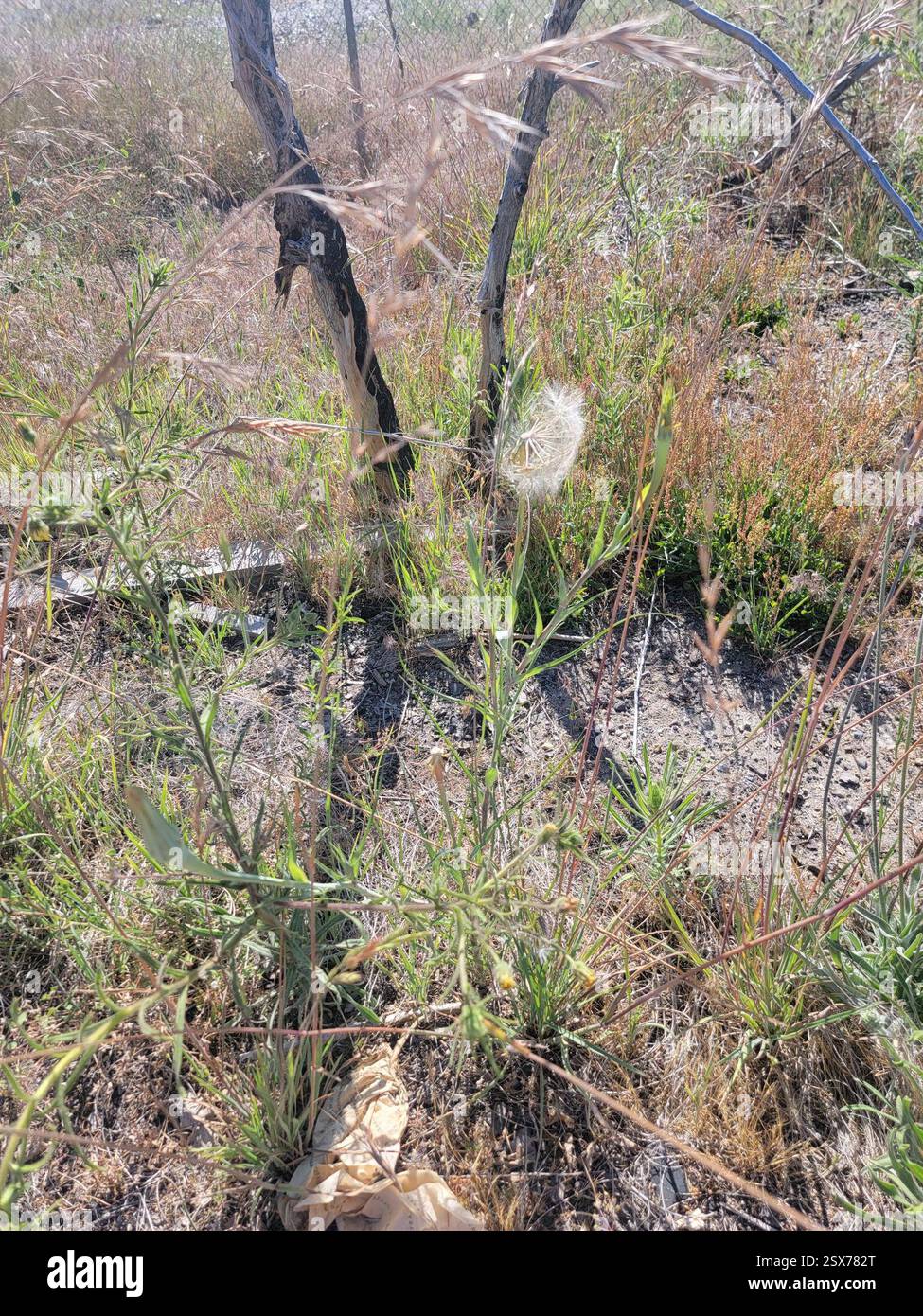 Salsifies (Tragopogon), Plantae, Shaver Lake, CA, USA Stock Photo - Alamy