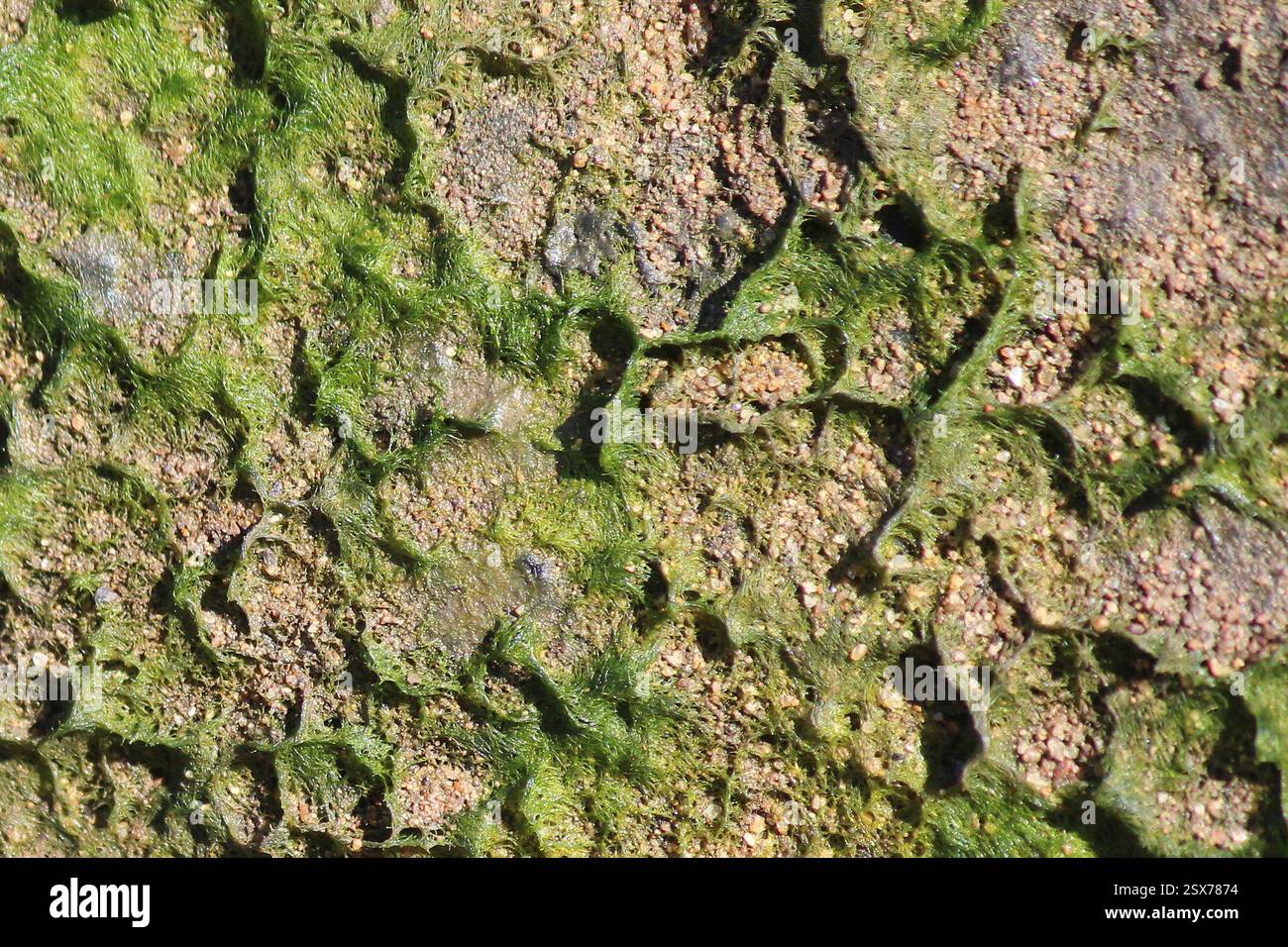 plants (Plantae), Plantae, Karana Downs QLD 4306, Australia, growing on ...