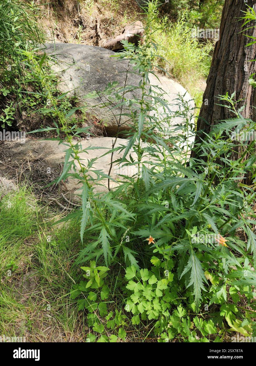 durango root (Datisca glomerata), Plantae, Idyllwild-Pine Cove, CA, USA Stock Photo - Alamy