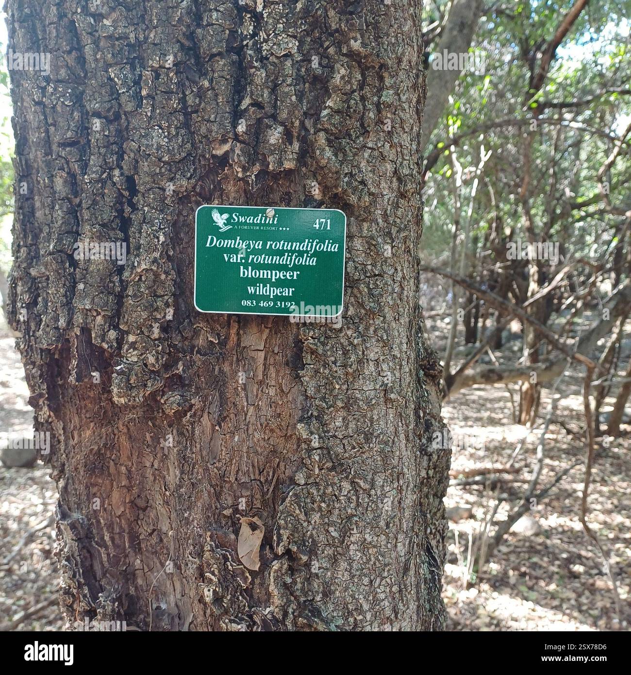 South African Wild Pear (Dombeya rotundifolia), Plantae, Ehlanzeni, ZA ...
