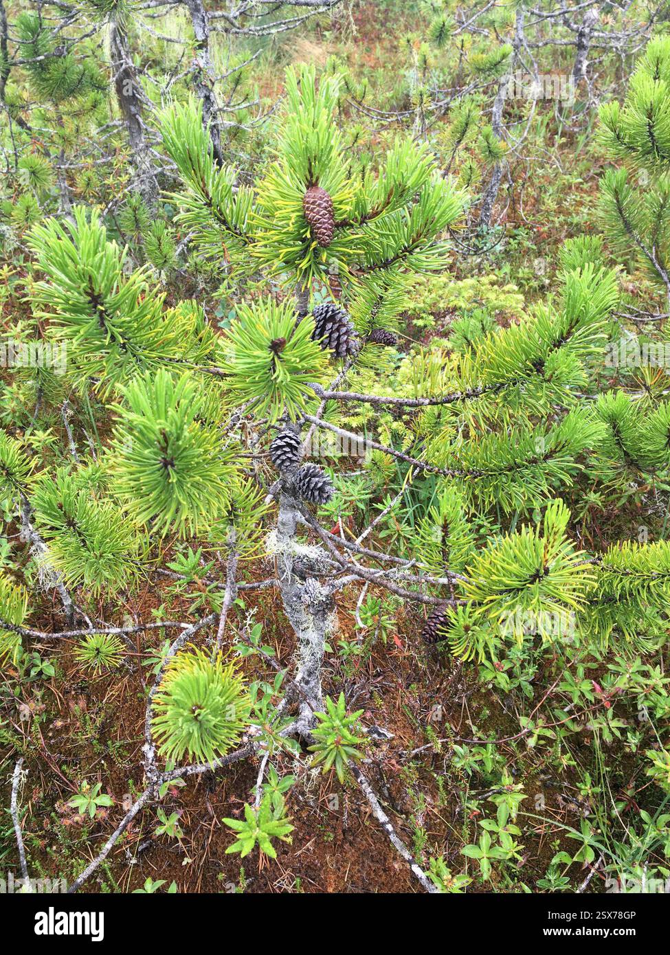 Shore Pine (Pinus contorta contorta), Plantae, Juneau International ...