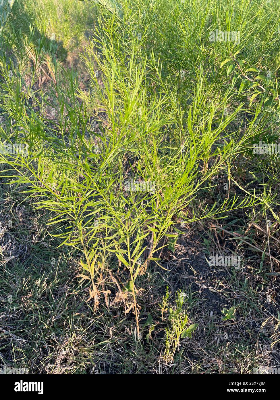 prairie broomweed (Amphiachyris dracunculoides), Plantae, Canyon Ridge ...