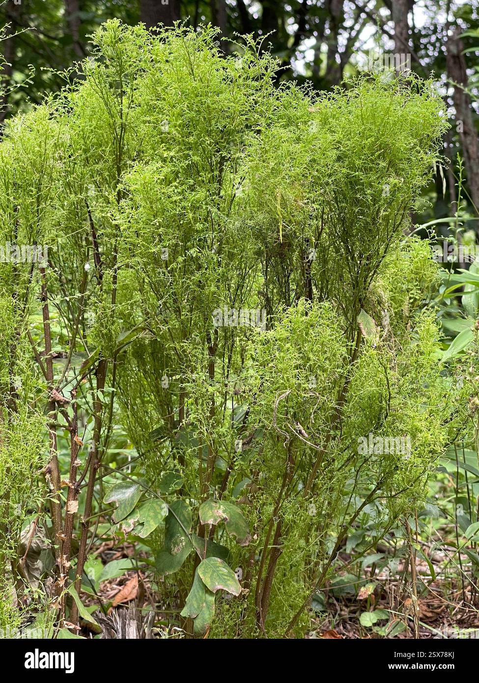 plants (Plantae), Plantae, Daniel Boone National Forest, Williamsburg ...