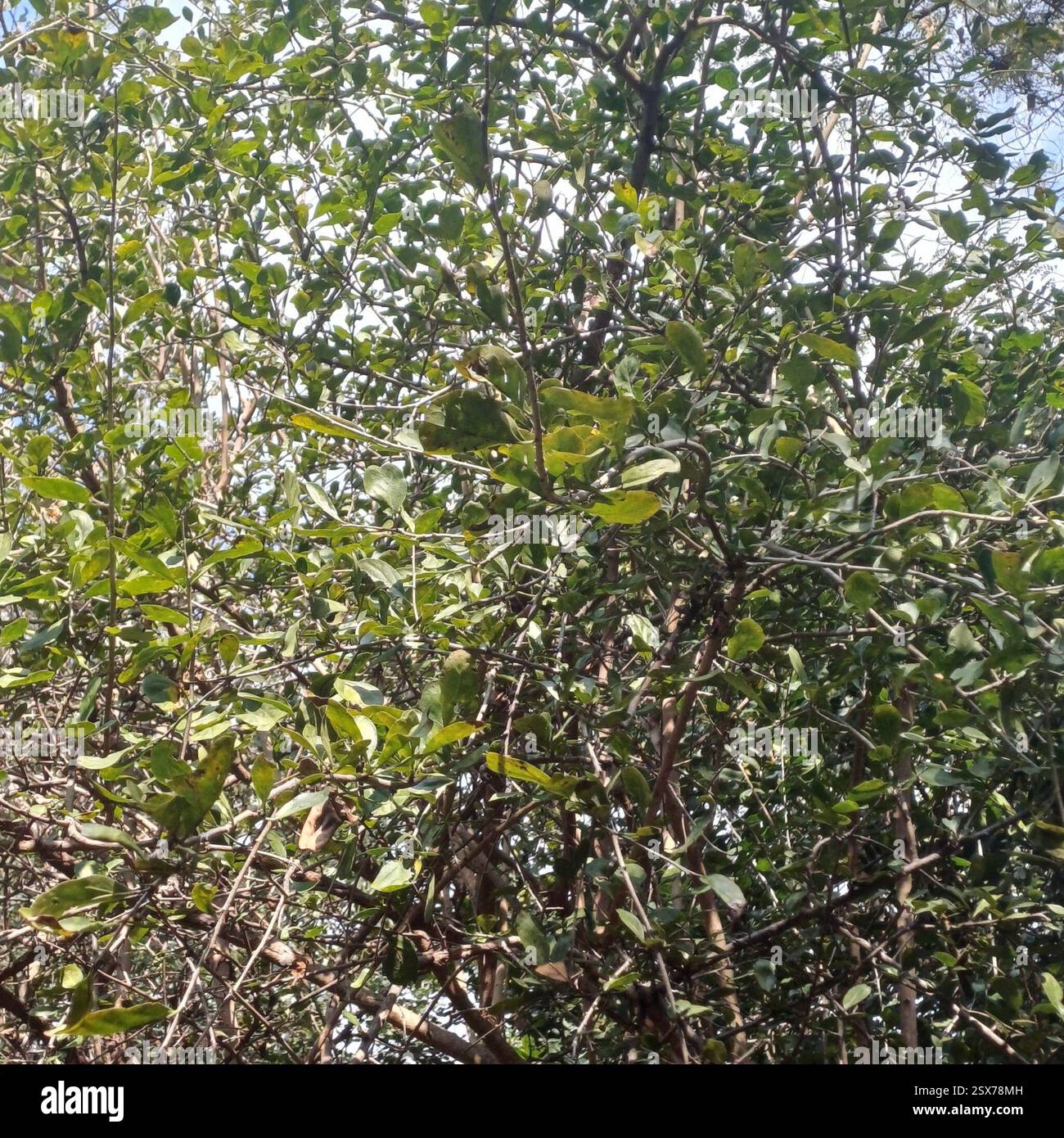 Puzzle Bush (Ehretia rigida), Plantae, Ehlanzeni, ZA-MP, ZA Stock Photo ...