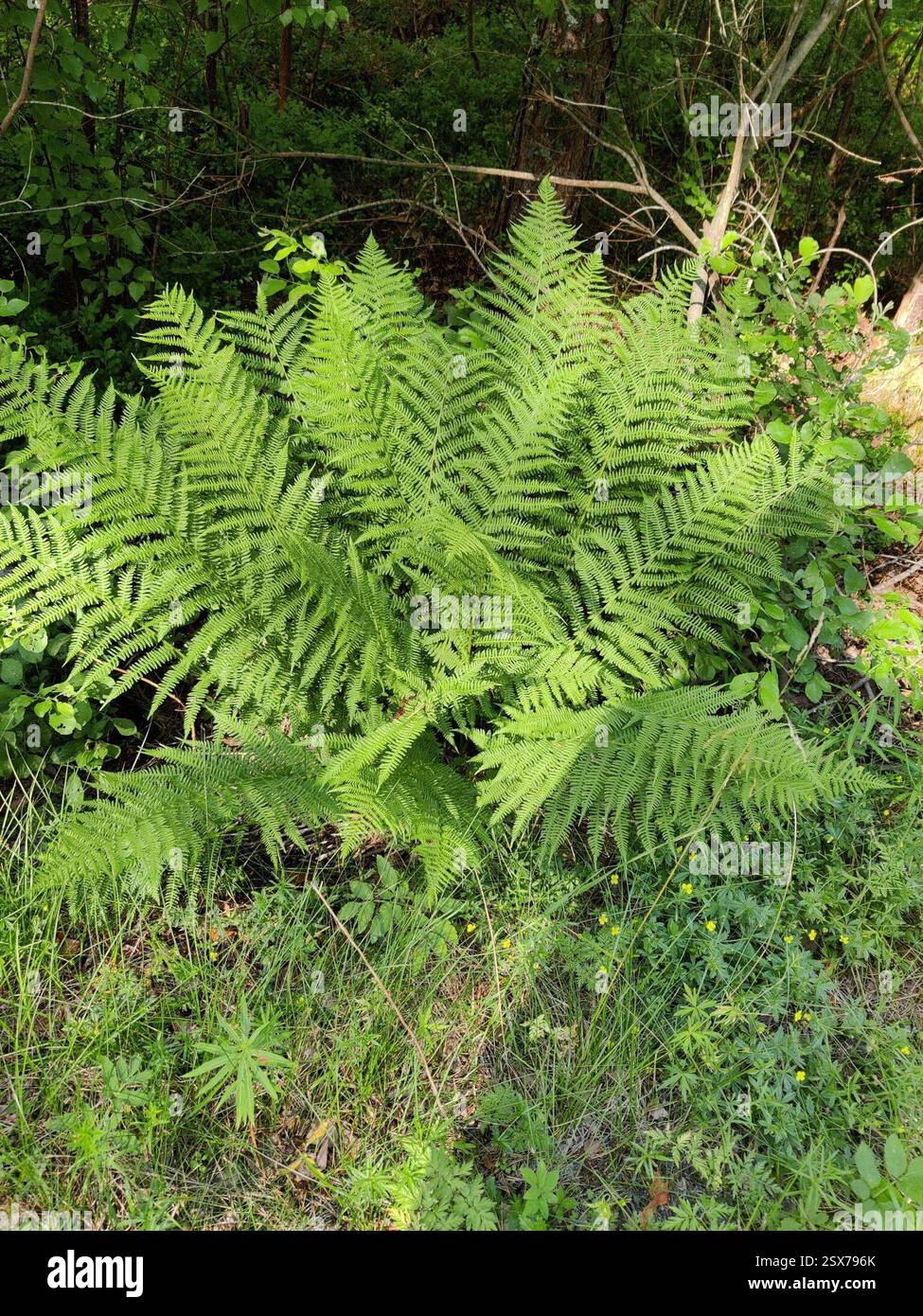 lady fern (Athyrium filix-femina), Plantae, 21380 Aura, Suomi Stock ...