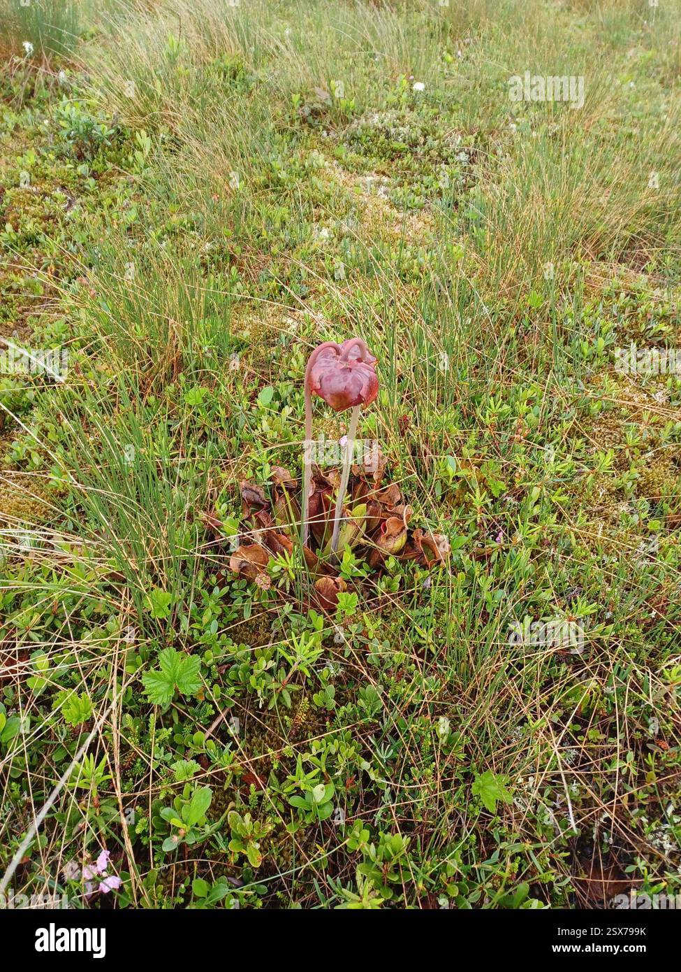 purple pitcher plant (Sarracenia purpurea), Plantae, Newfoundland and ...
