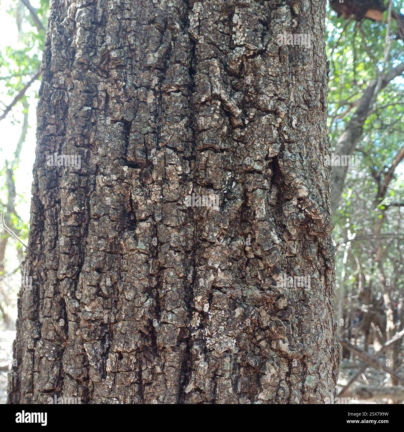 South African Wild Pear (Dombeya rotundifolia), Plantae, Ehlanzeni, ZA ...
