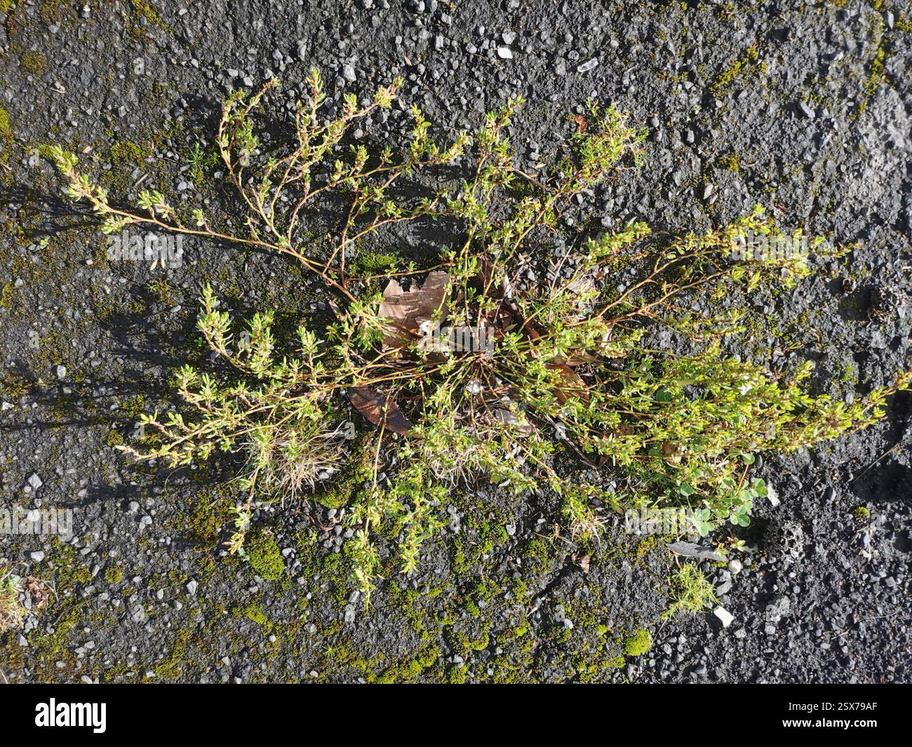 Common Knotgrass Complex (Polygonum aviculare), Plantae, Pasadena Shops ...