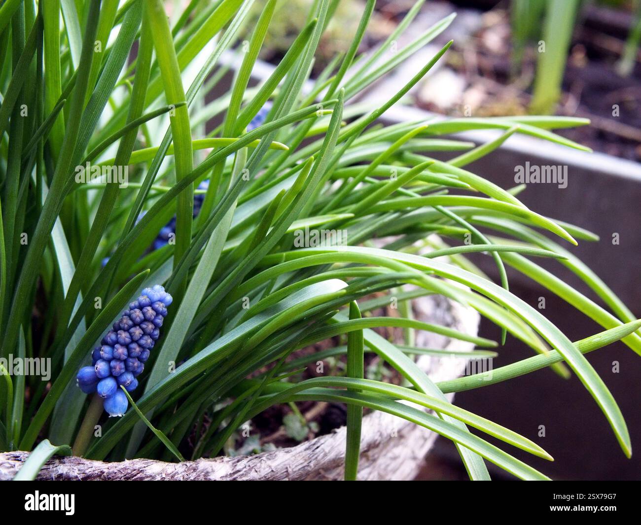 Close up of a young purple grape hyacinth (muscari botryoides) growing ...