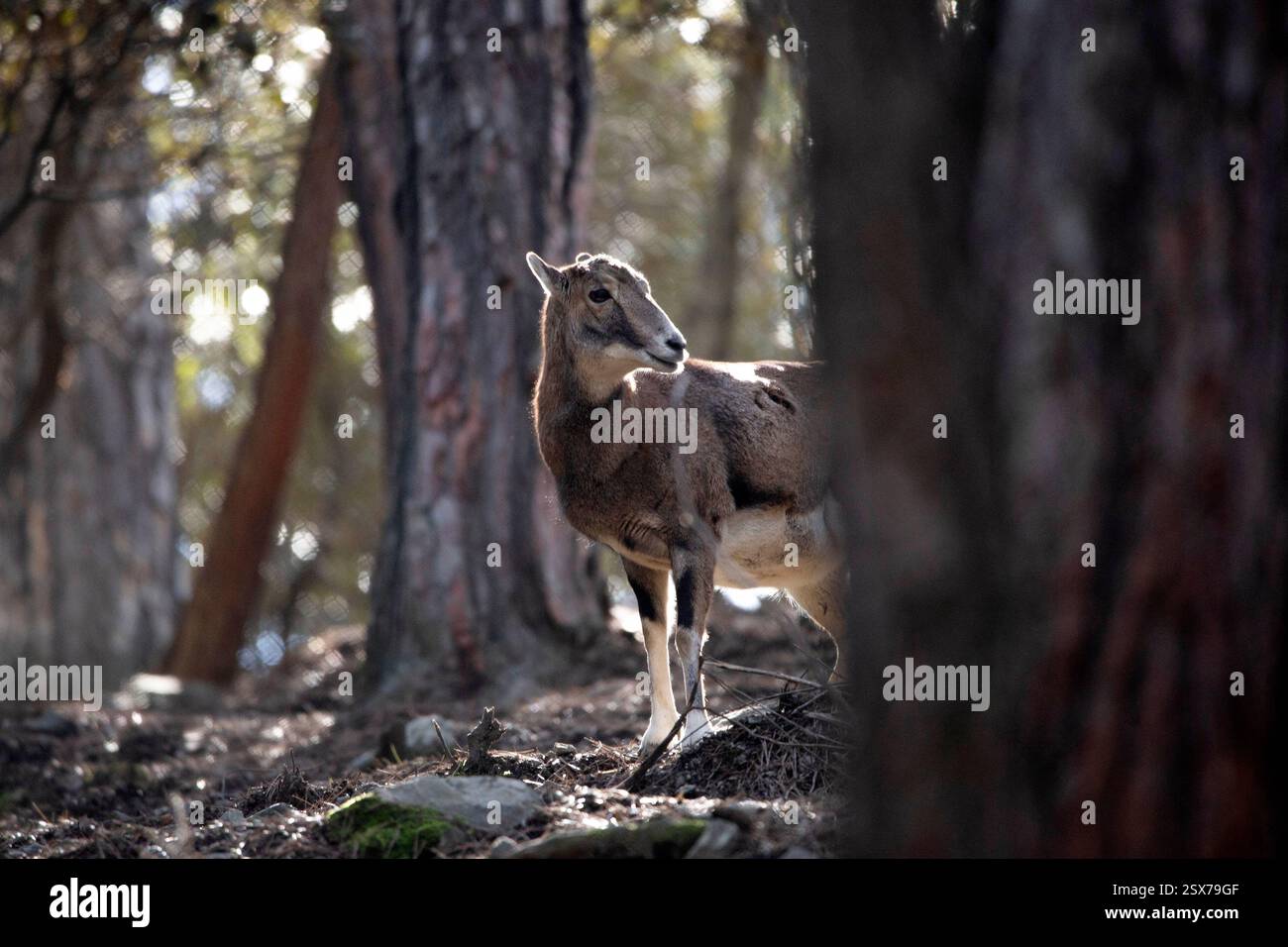 Beijing, China. 21st Feb, 2025. A Cypriot mouflon is seen in Troodos ...