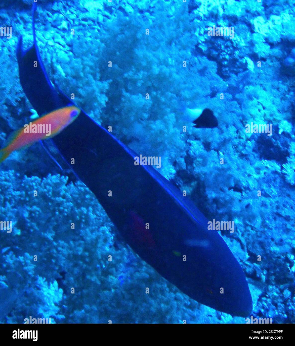 Swarthy Parrotfish (Scarus niger), Actinopterygii, Red Sea, Red Sea, EG ...