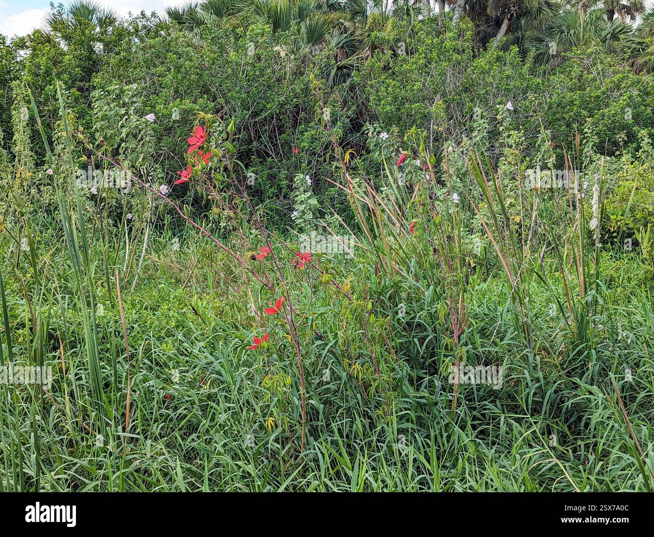 Scarlet Rosemallow (Hibiscus coccineus), Plantae, Florida, US Stock ...