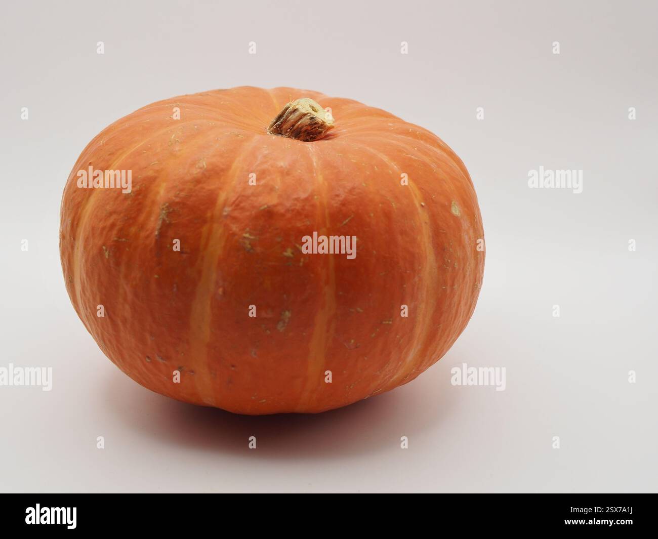 Isolated close-up side view of an organic red kuri squash, also known ...