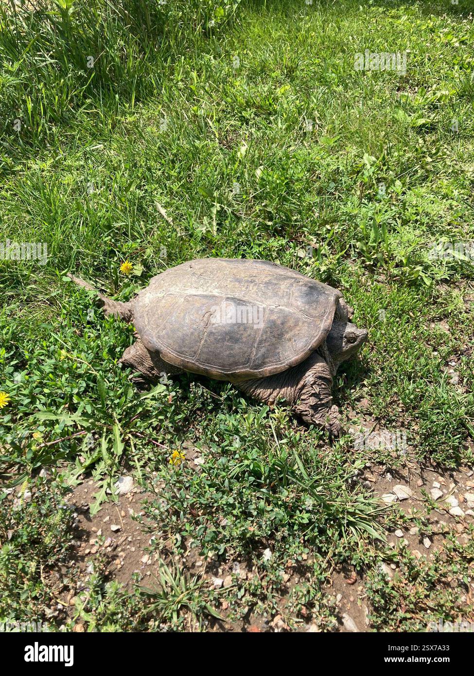 Common Snapping Turtle (Chelydra serpentina), Reptilia, Pioneers Park ...