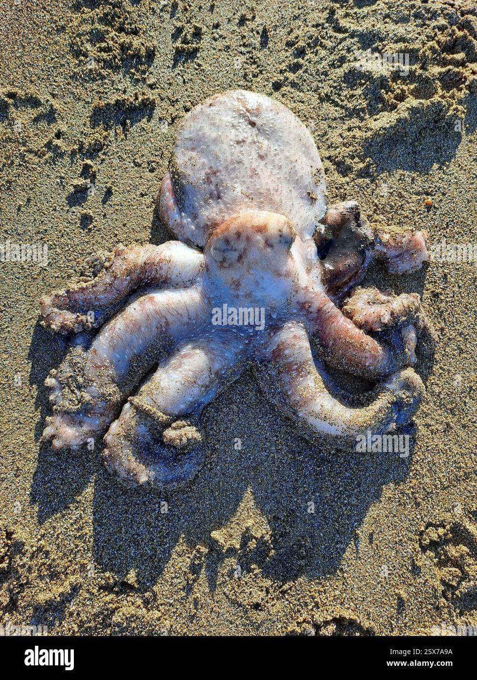 Macroctopus hi-res stock photography and images - Alamy