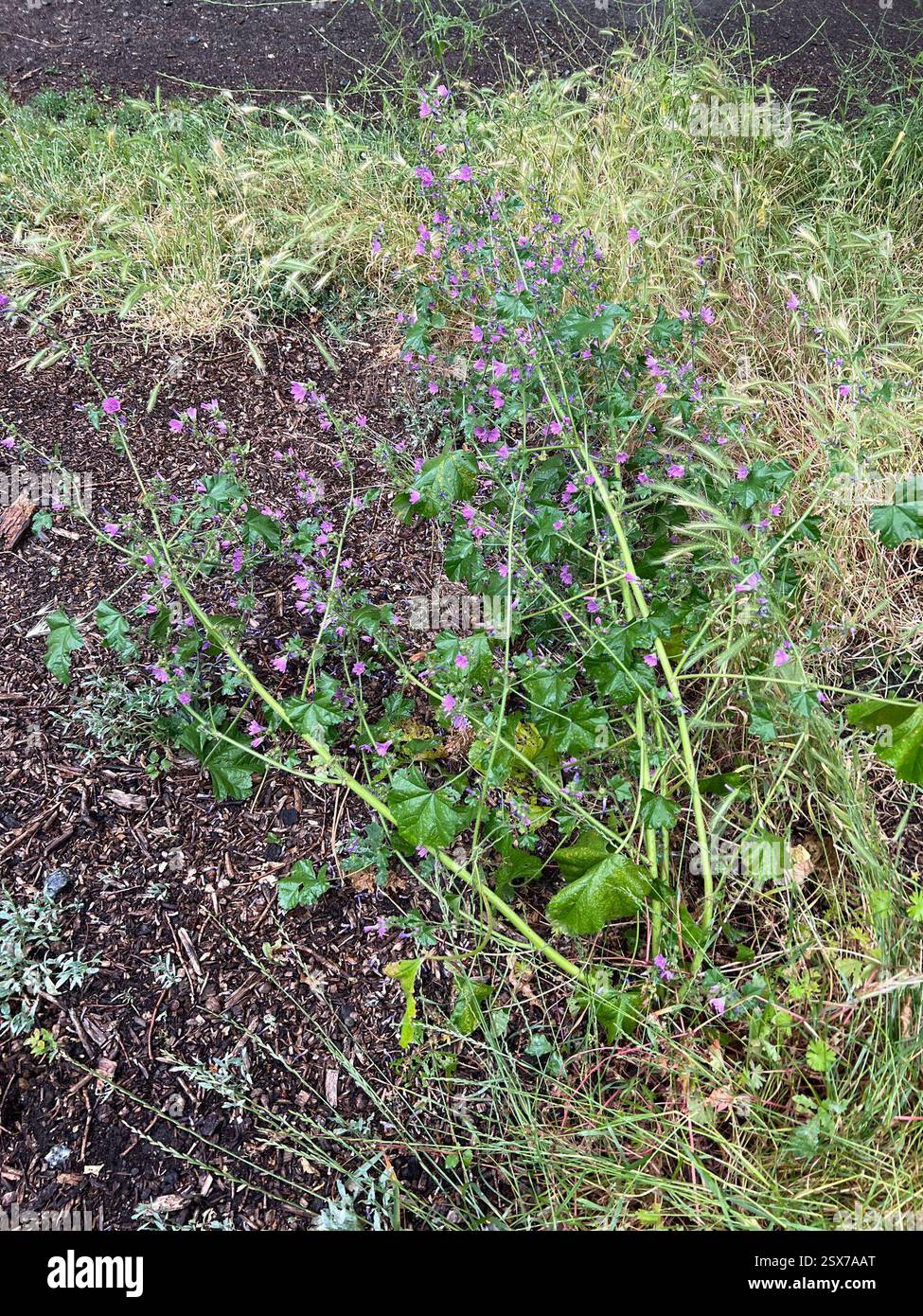 Common Mallow (Malva sylvestris), Plantae, Hockley Woods, Hockley ...
