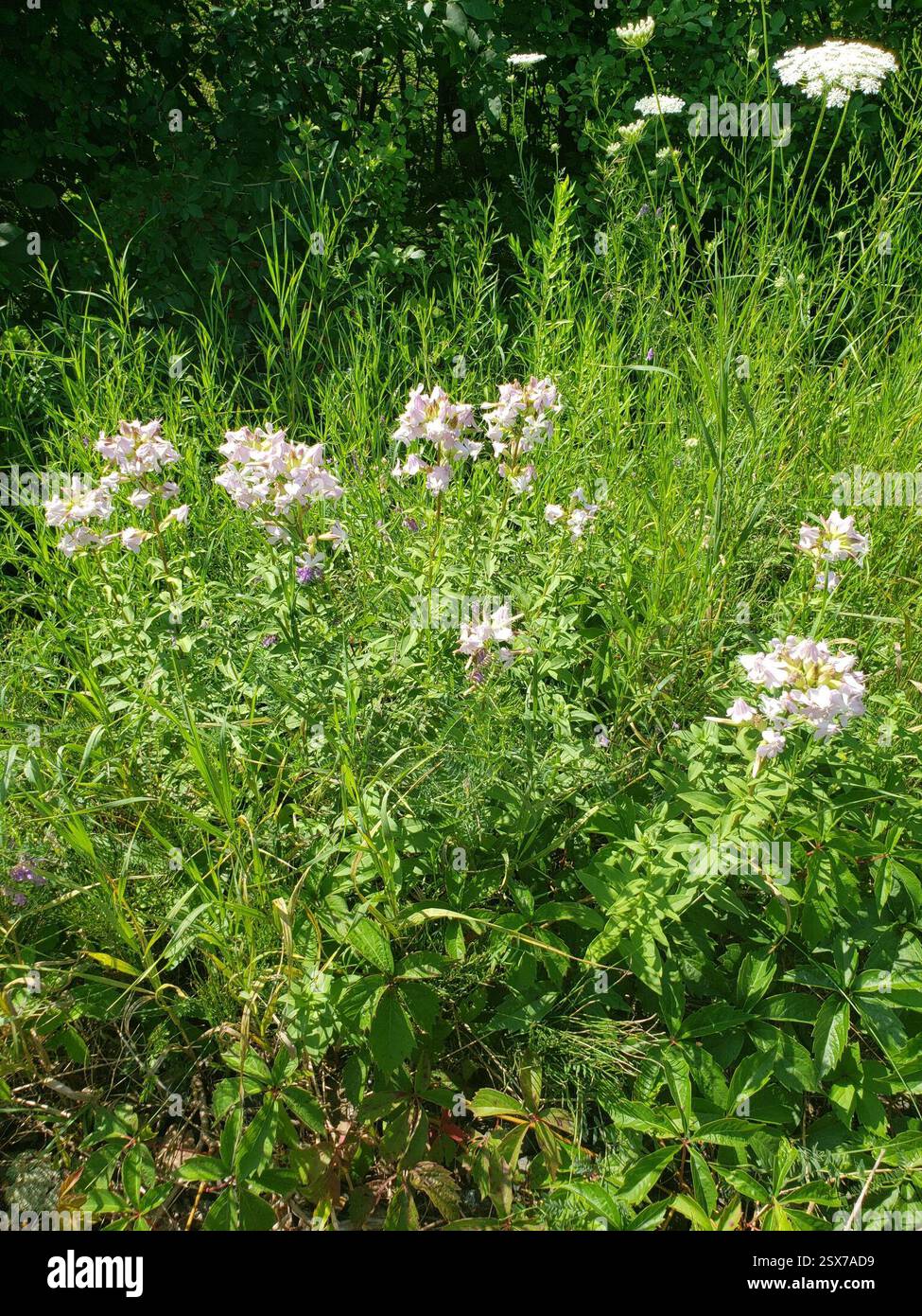 common soapwort (Saponaria officinalis), Plantae, Ottawa, ON K2H 9L4 ...