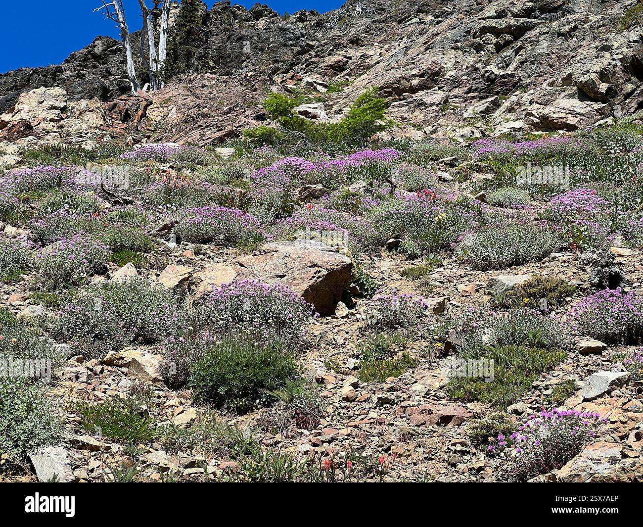 mountain coyote mint (Monardella odoratissima), Plantae, Kittitas ...