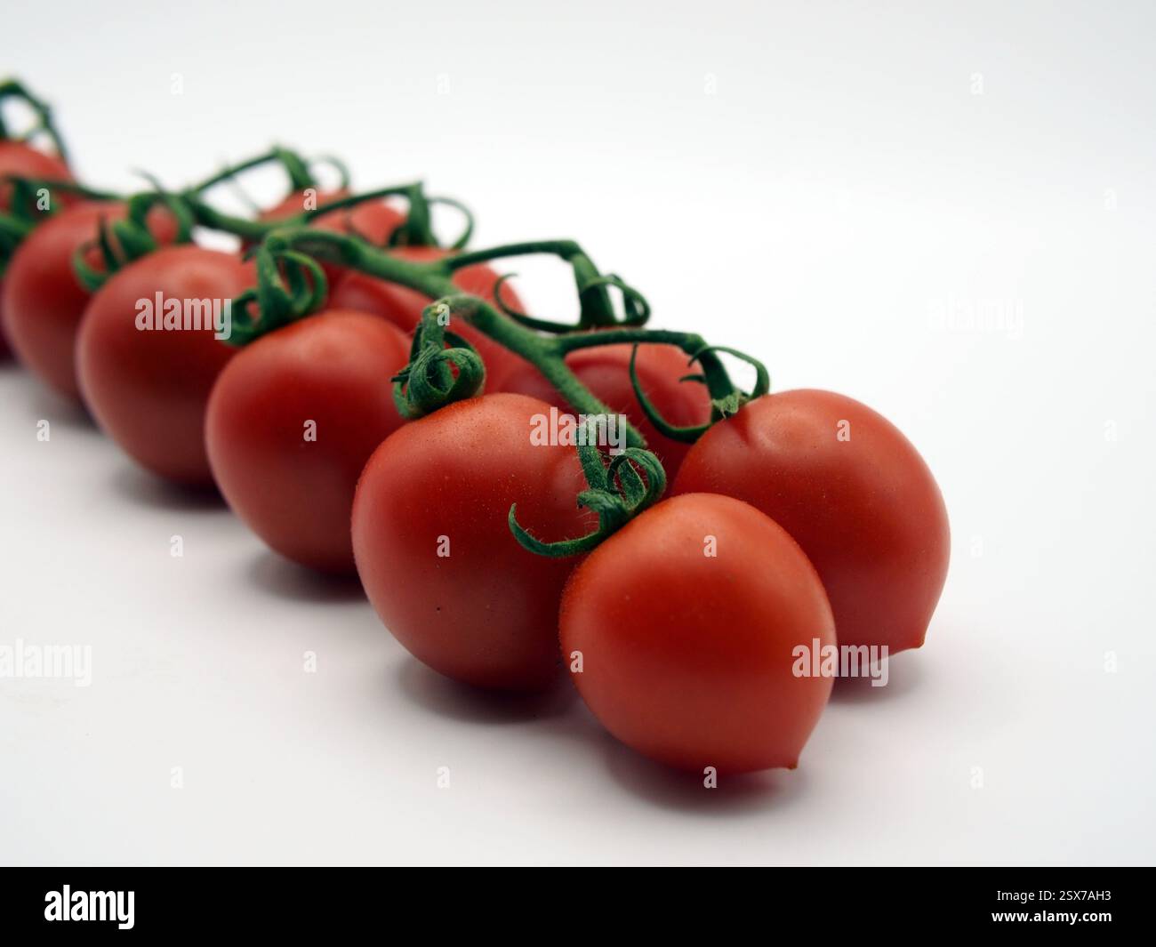 Isolated close-up of ten roma tomatoes (solanum lycopersicum) on a vine seen from an angle on ...