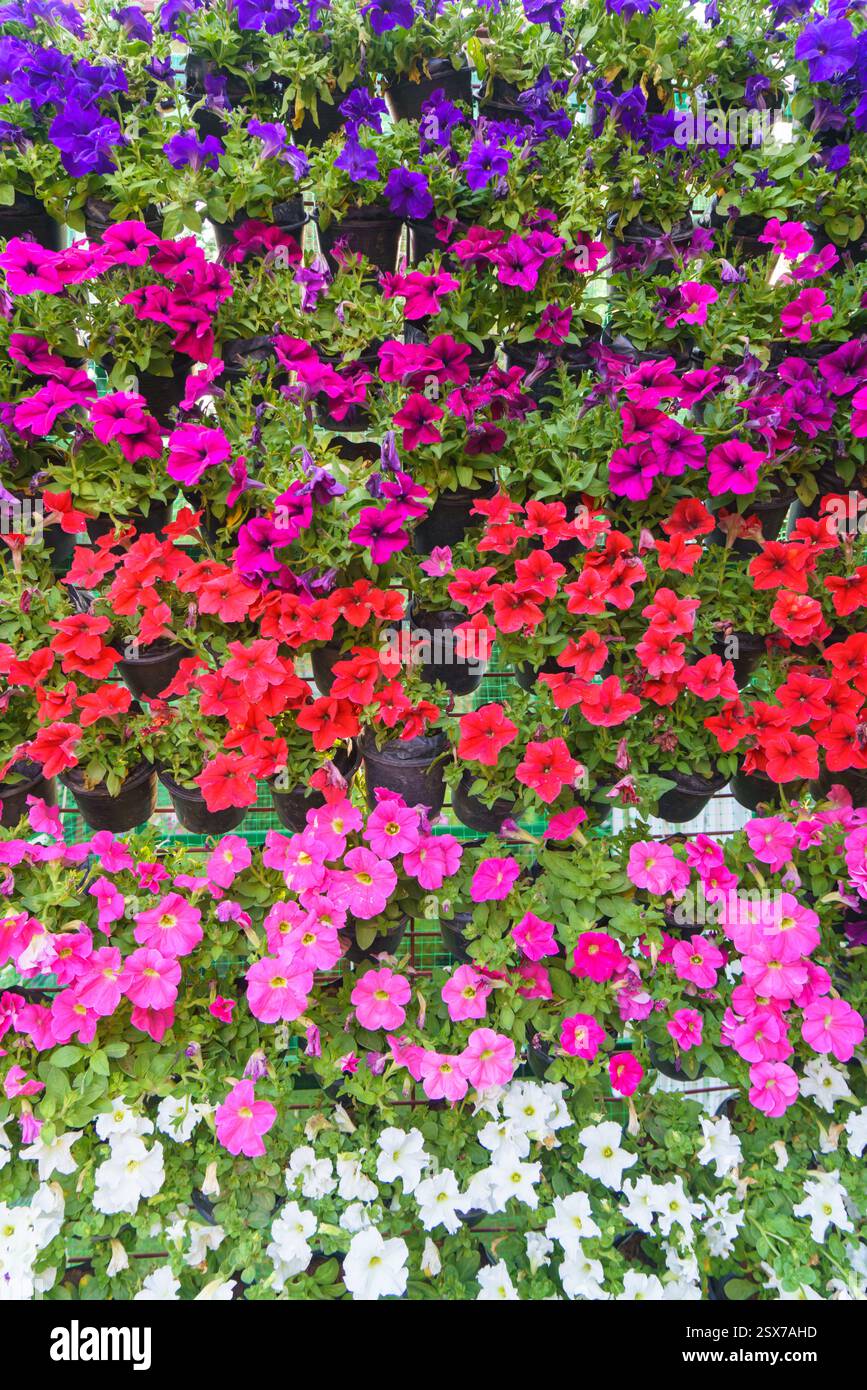 vibrant display of petunia flowers in shades of purple, red, and pink ...