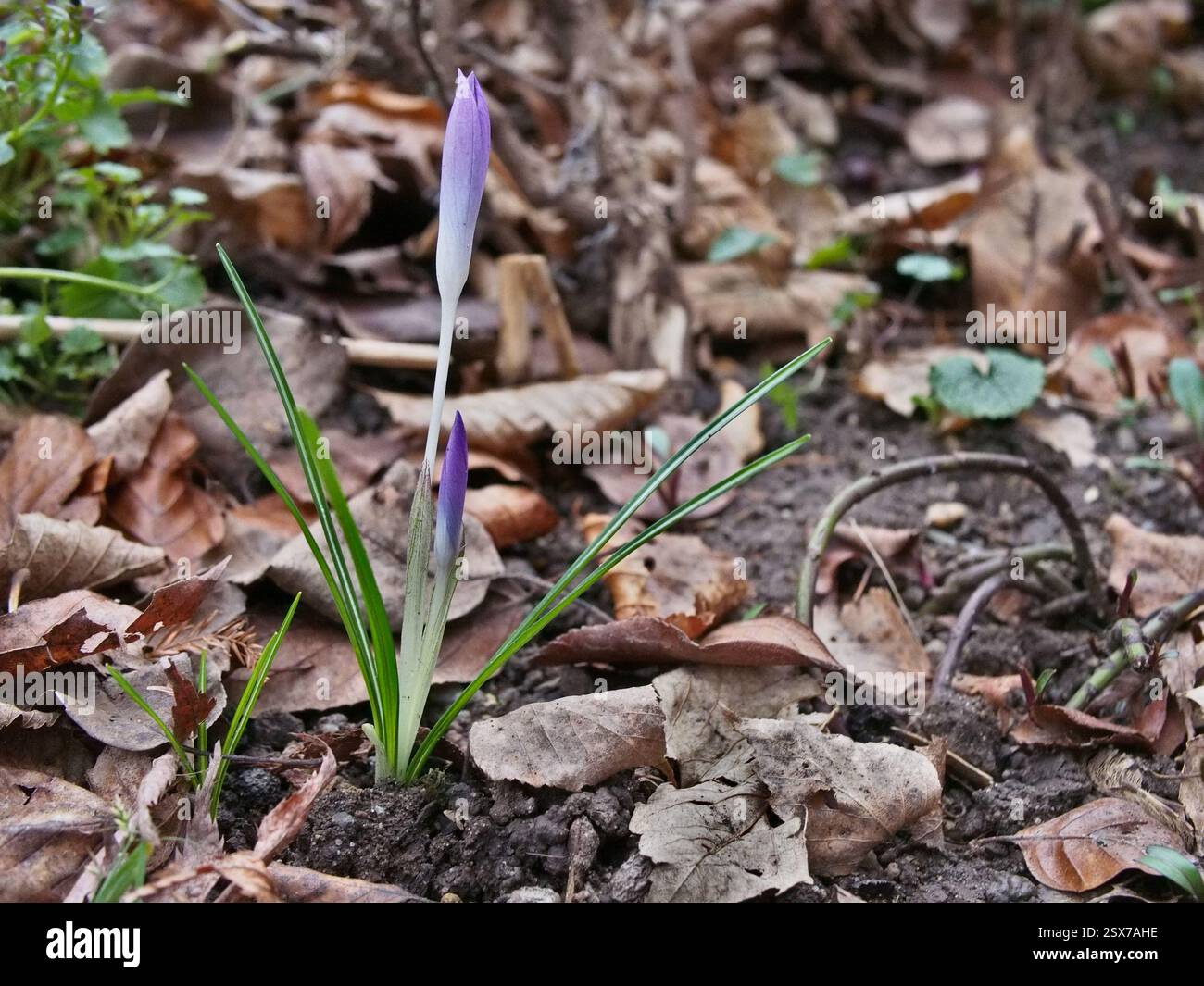 Fallen planter hi-res stock photography and images - Alamy
