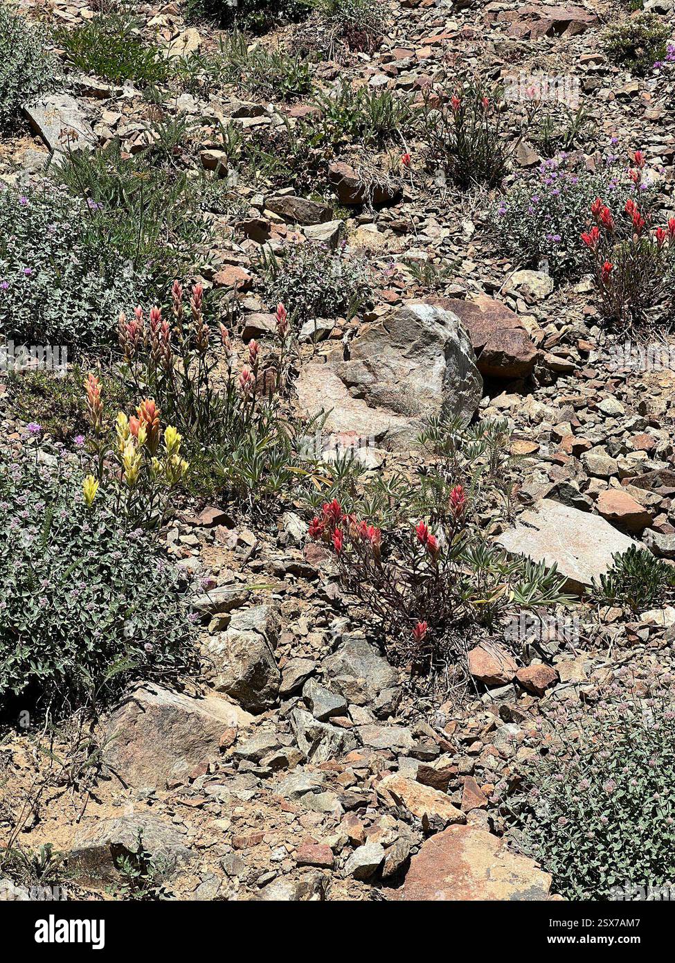 Elmer's Paintbrush (Castilleja elmeri), Plantae, Kittitas County, WA ...