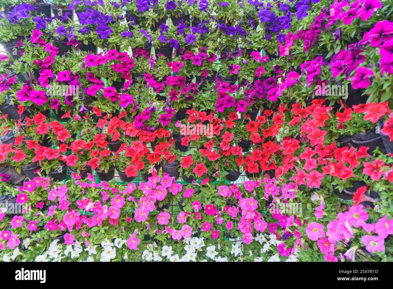 vibrant display of petunia flowers in shades of purple, red, and pink ...