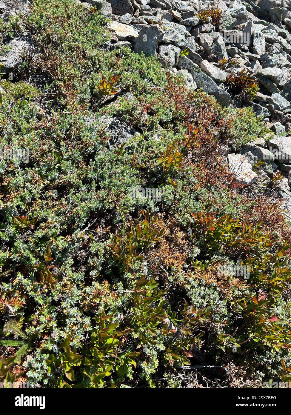 common juniper (Juniperus communis), Plantae, Kittitas County, WA, USA ...
