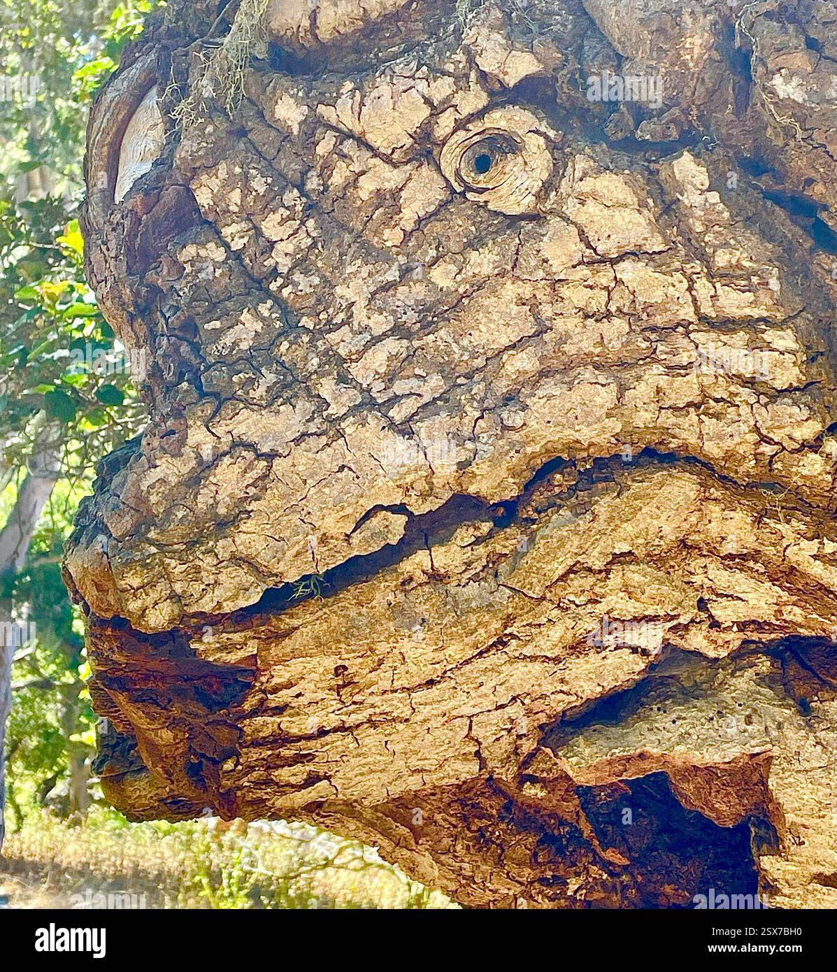 coast live oak (Quercus agrifolia), Plantae, Palo Corona Regional Park ...