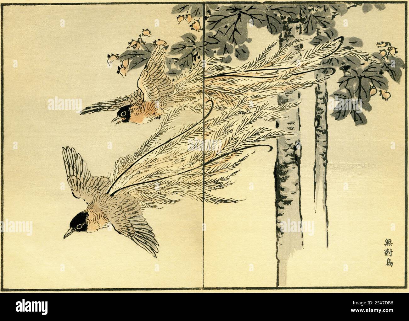 Bird-of-paradise and Phoenix tree ( Paradisaeidae / Firmiana simplex ...